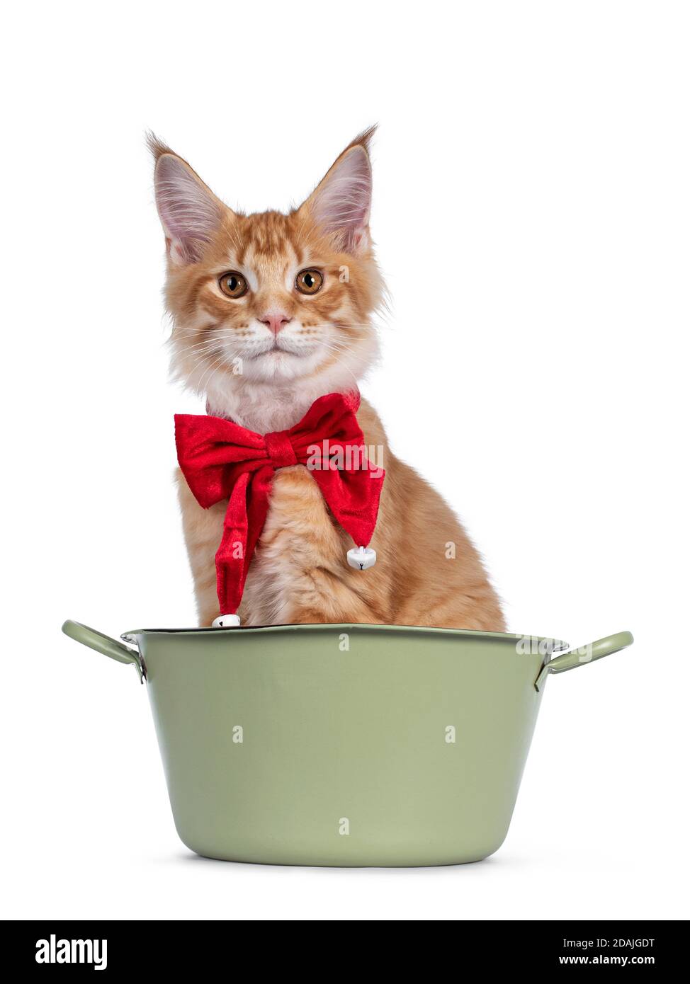 Handsome red Maine Coon cat kitten, sitting in green bucket. Wearing ...