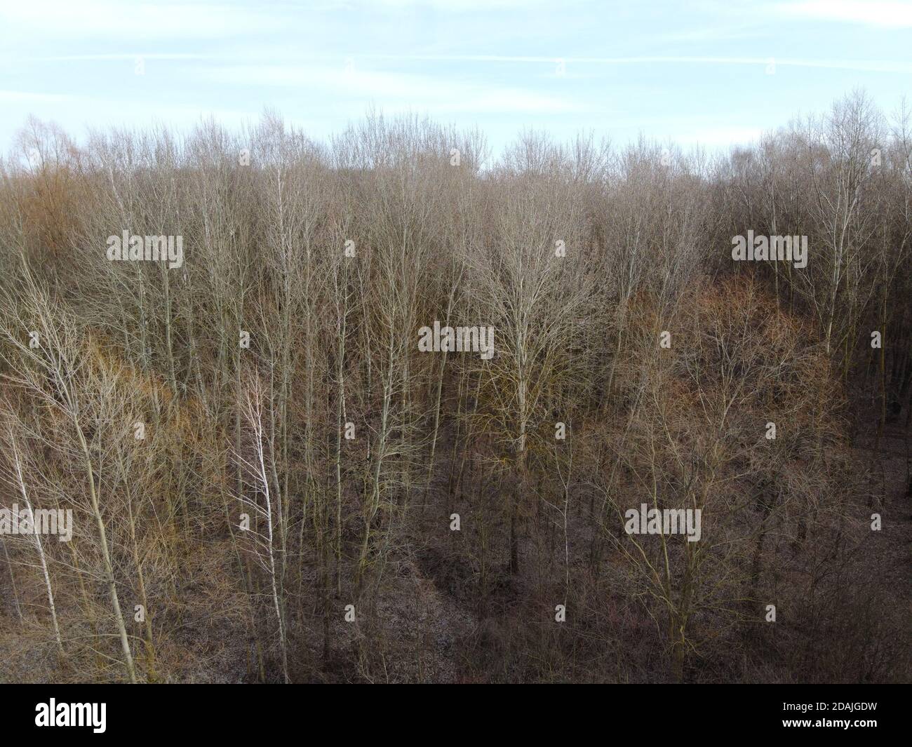 Leafless trees in the forest in the late evening, aerial view ...