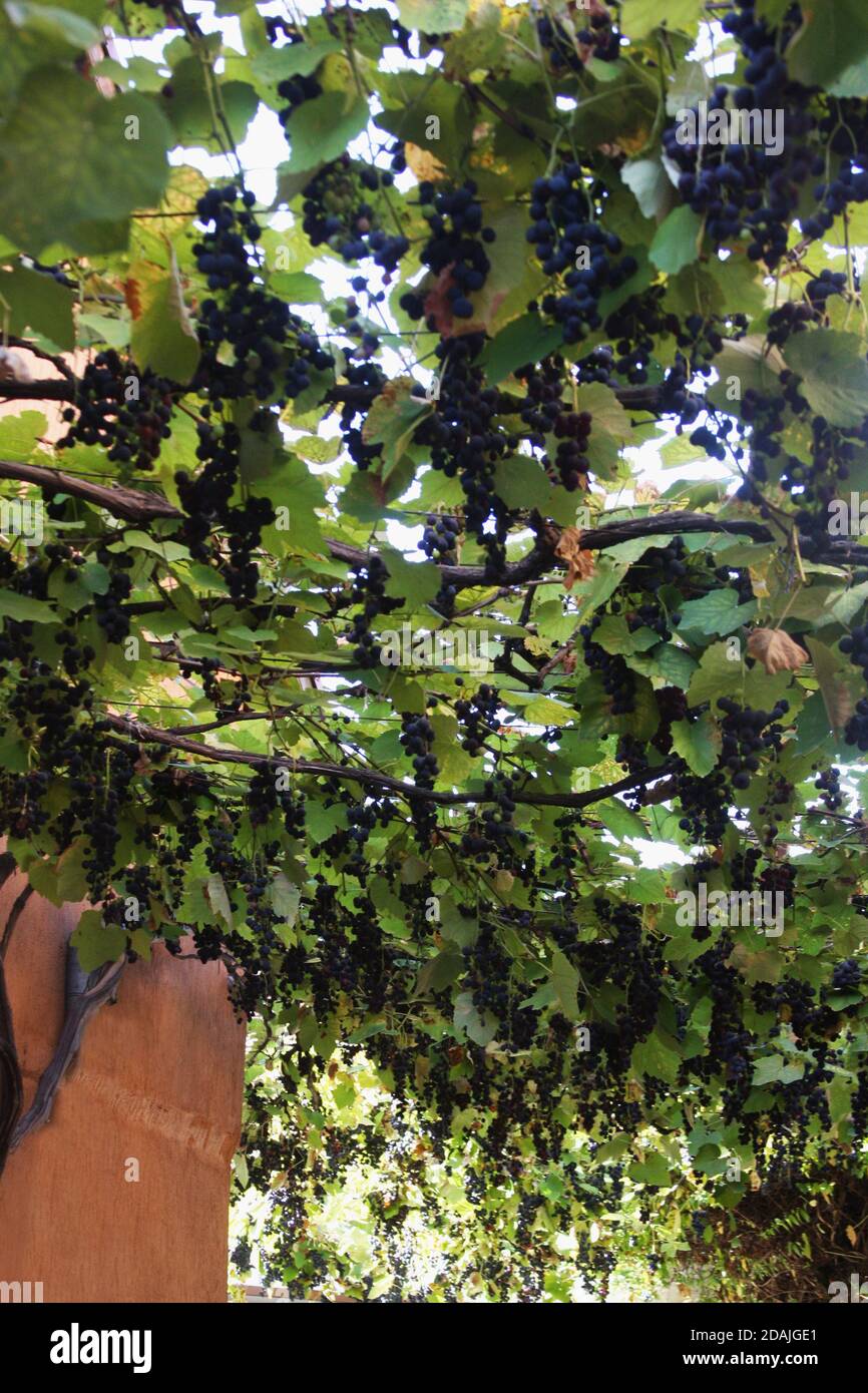 Grapevine canopy in Romania's countryside Stock Photo - Alamy