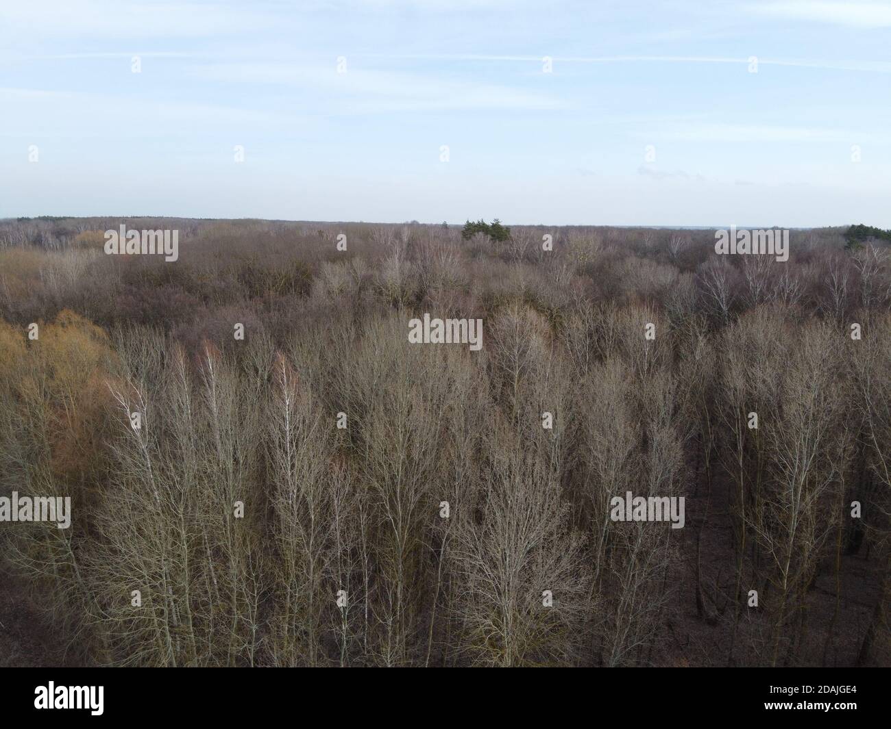 Leafless trees in the forest in the late evening, aerial view ...