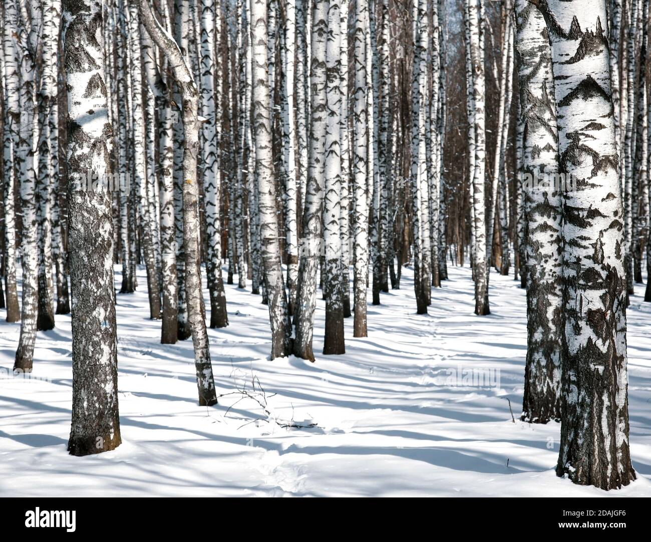 Winter birch trees in a sunny park in March Stock Photo - Alamy
