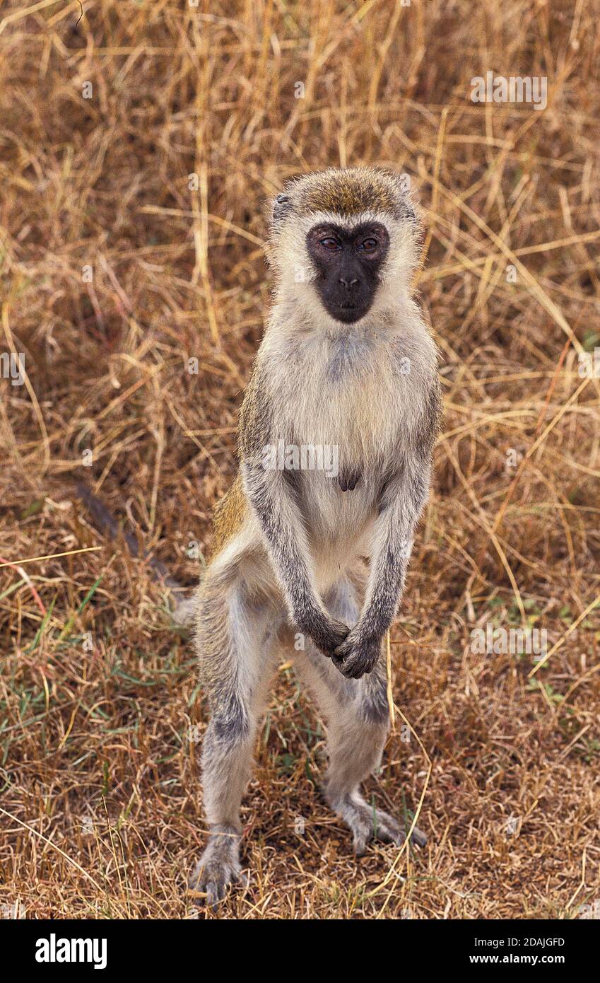 VERVET MONKEY cercopithecus aethiops, FEMALE STANDING ON HIND LEGS ...