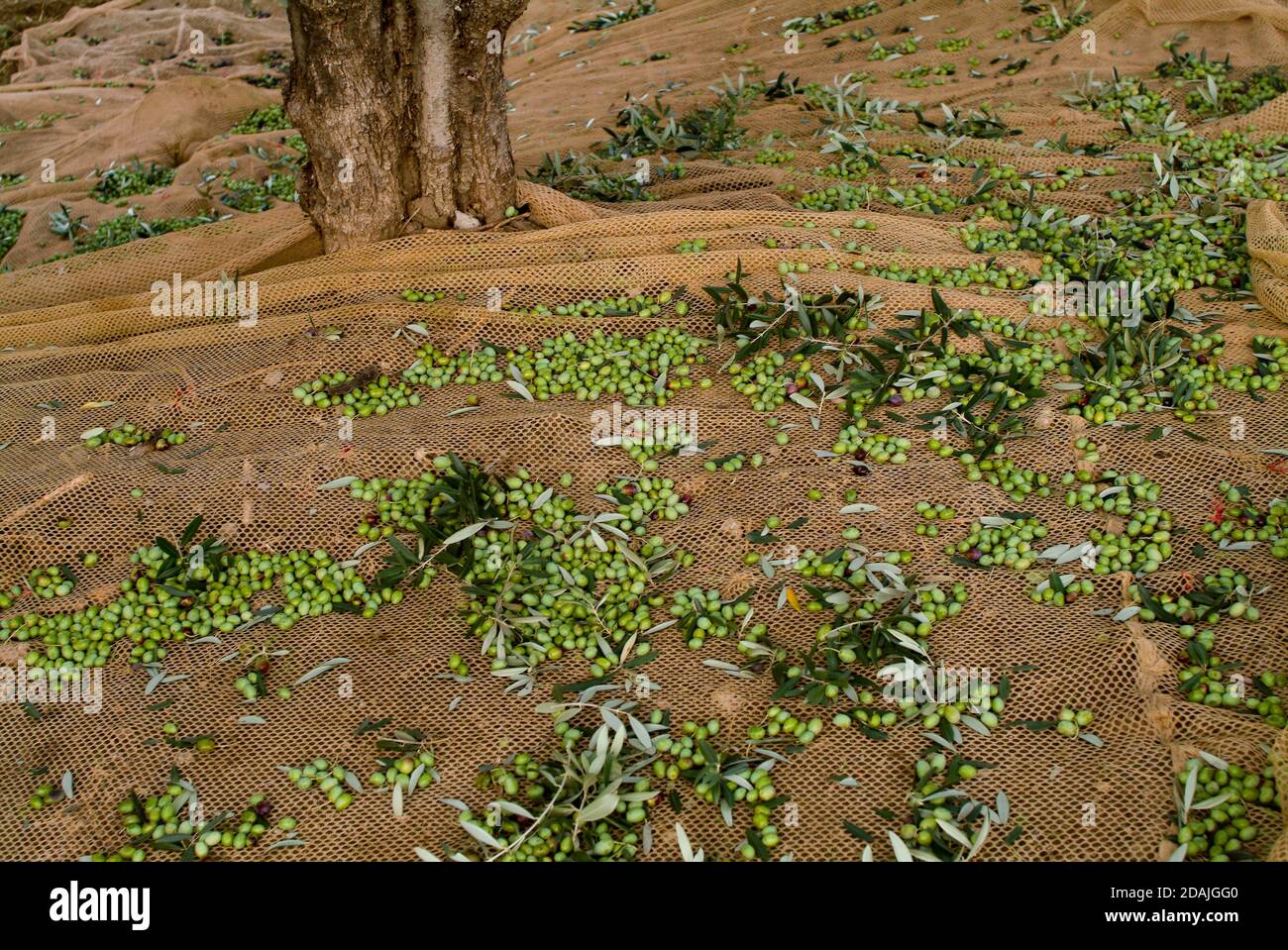 Olive tree field hi-res stock photography and images - Alamy