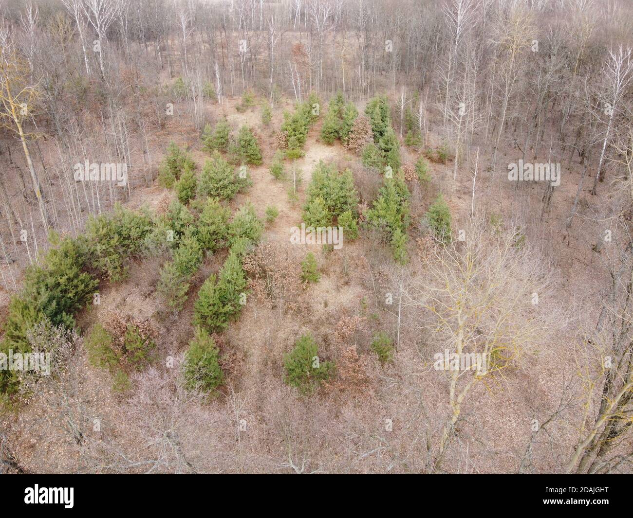 Young pine trees surrounded by leafless trees in the forest, aerial ...