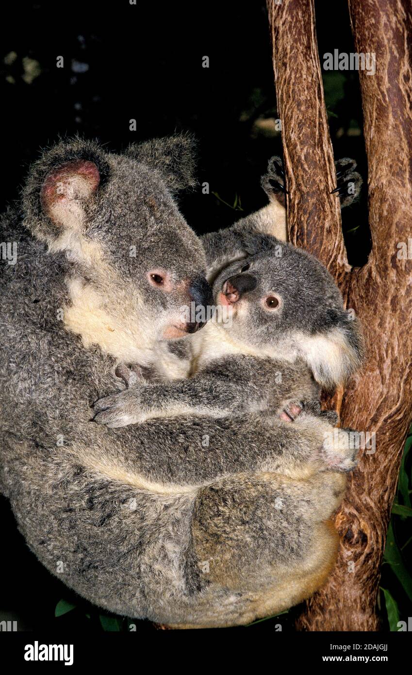 KOALA phascolarctos cinereus, FEMALE WITH JOEY ON BELLY, AUSTRALIA ...