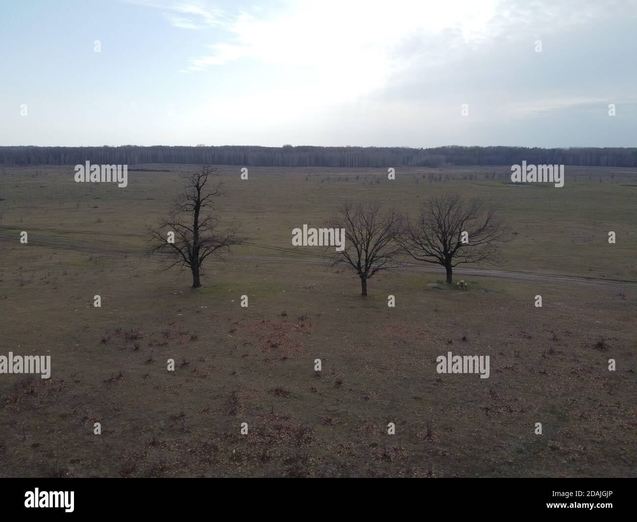 Pear tree top view hi-res stock photography and images - Alamy