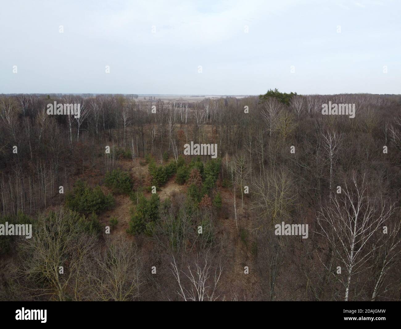 Leafless trees in the forest in the late evening, aerial view ...