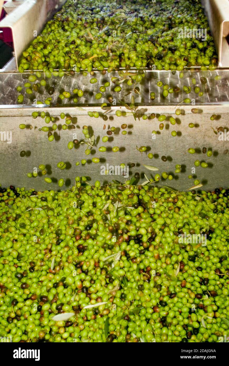 Olives in farm hi-res stock photography and images - Alamy