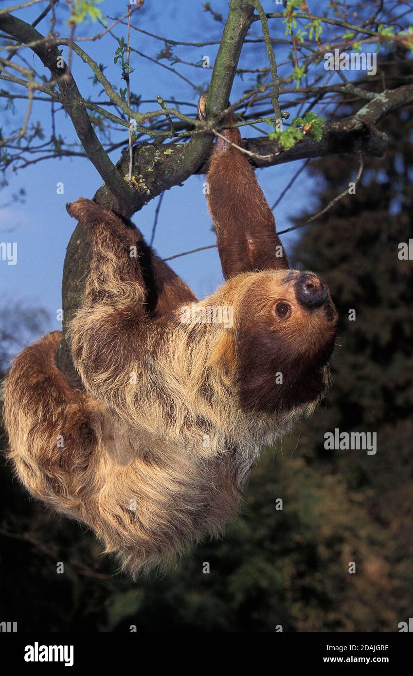 TWO TOED SLOTH choloepus didactylus, ADULT HANGING FROM BRANCH Stock ...