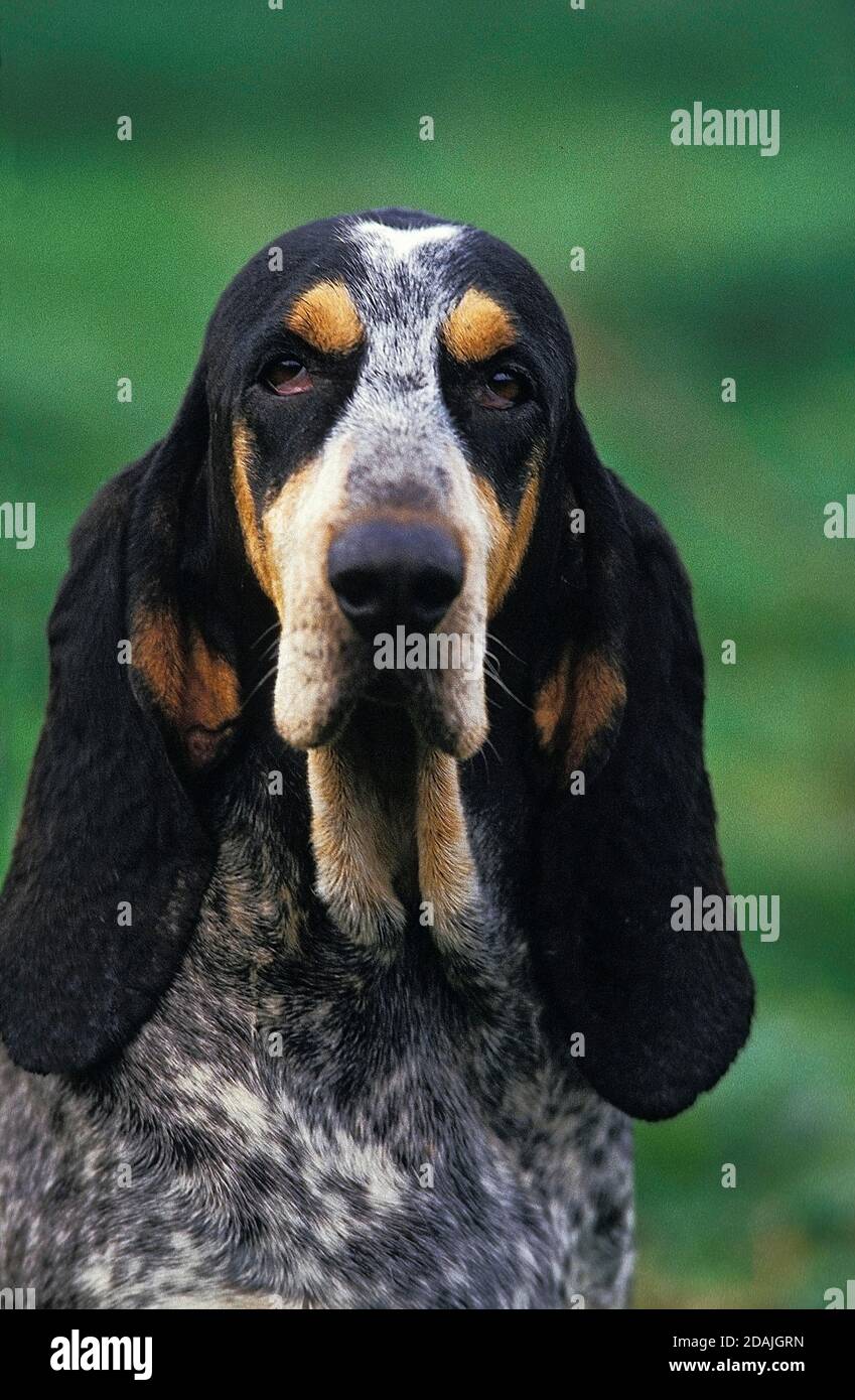 LITTLE BLUE GASCONY HOUND, PORTRAIT OF ADULT Stock Photo - Alamy