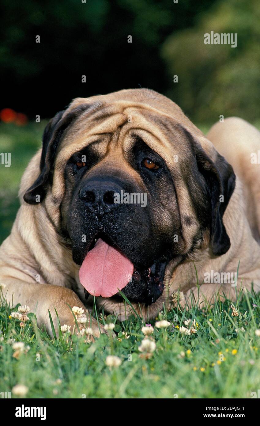 MASTIFF DOG, ADULT LAYING DOWN ON GRASS Stock Photo - Alamy