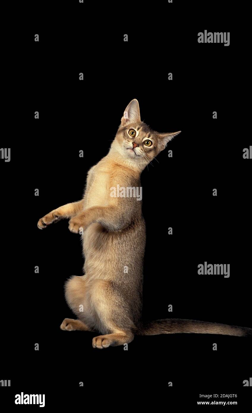 Blue abyssinian cat hi-res stock photography and images - Alamy