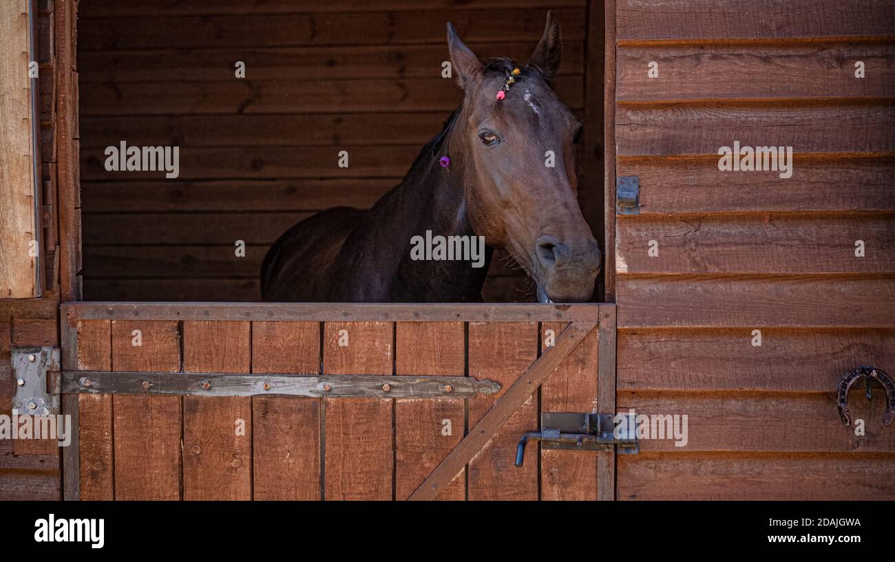 Brown horse look out from stable window. Portrait of farm animal. Mare ...