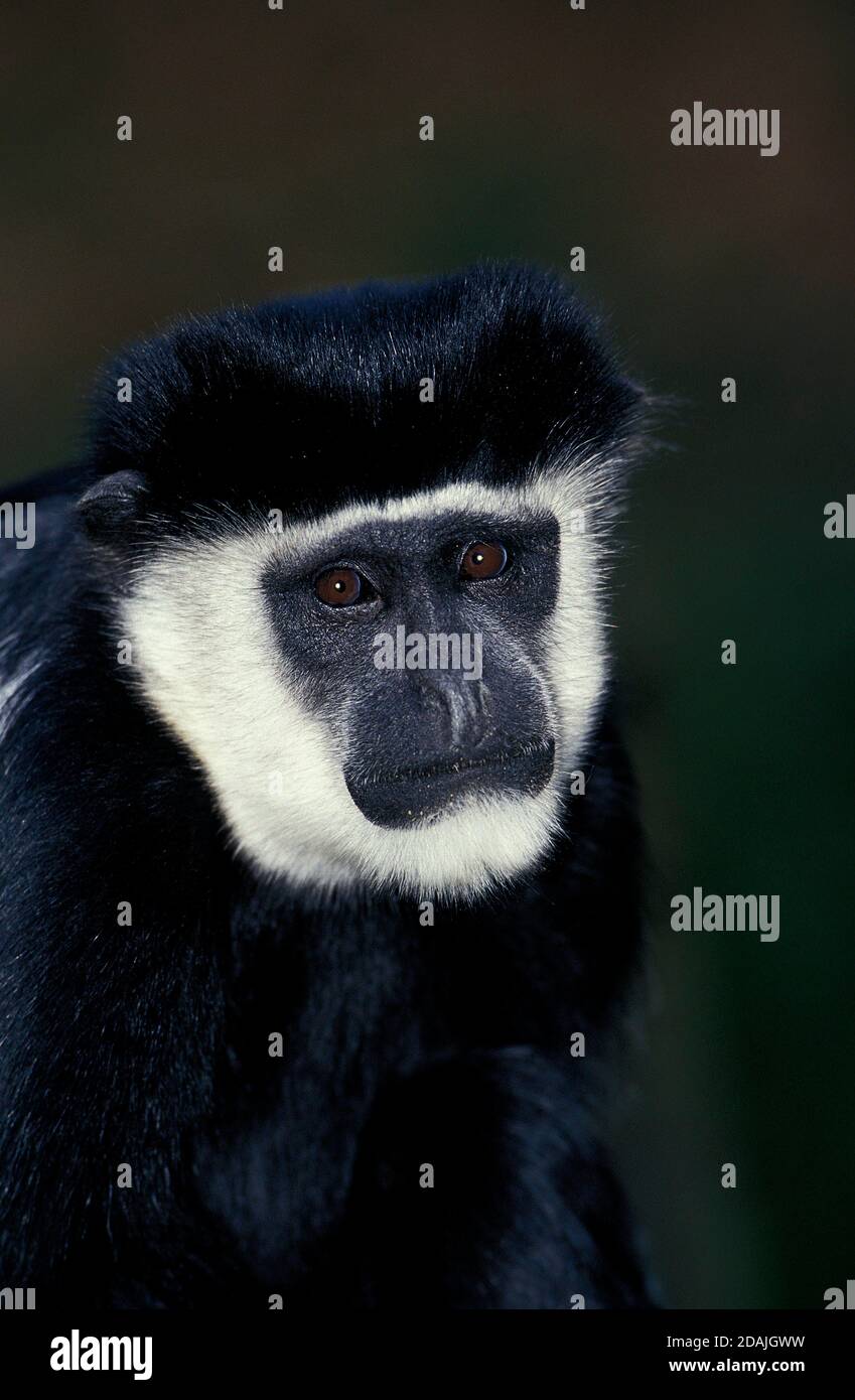 BLACK AND WHITE COLOMBUS MONKEY colobus guereza, PORTRAIT OF ADULT ...