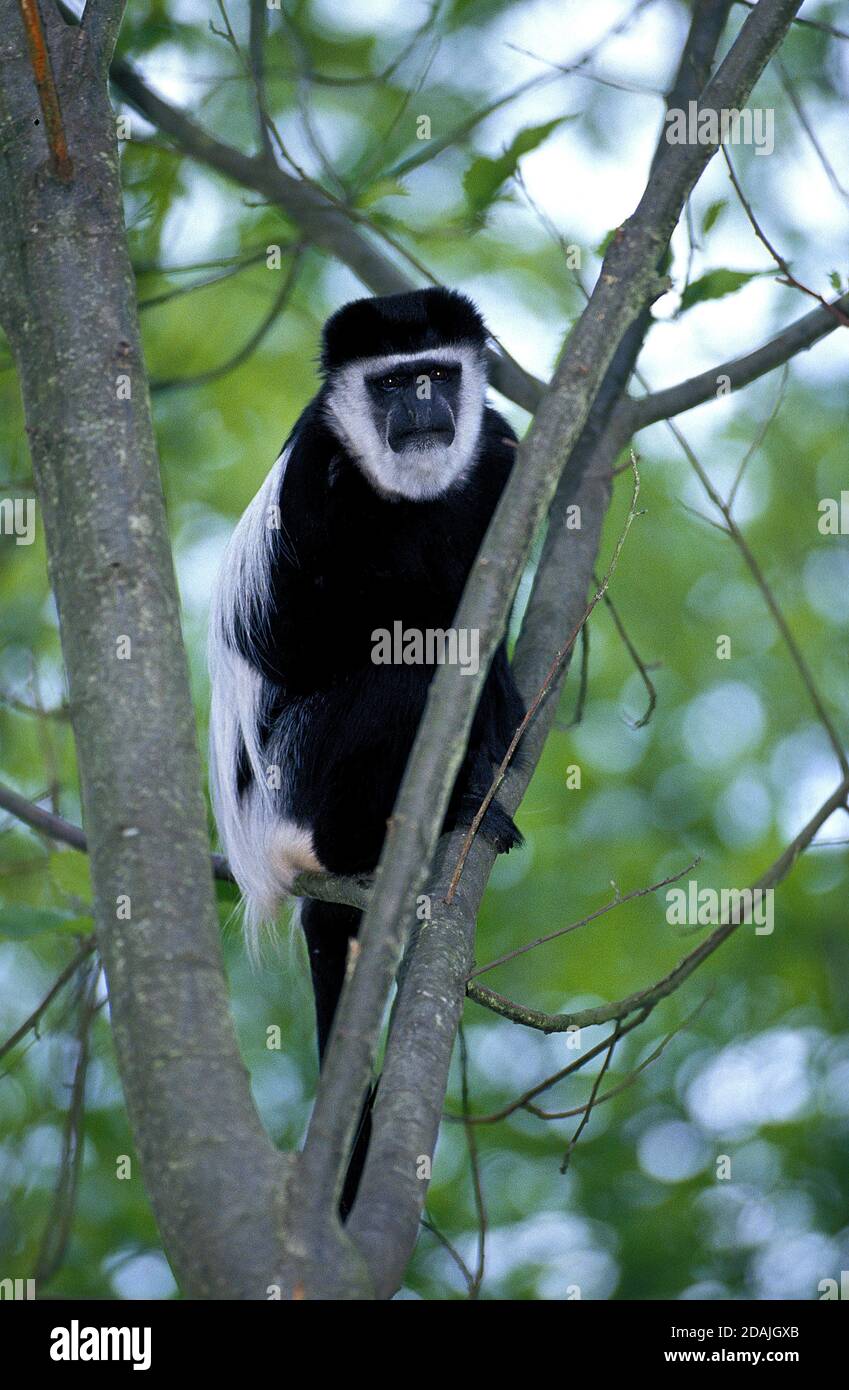 Columbus monkey hi-res stock photography and images - Alamy