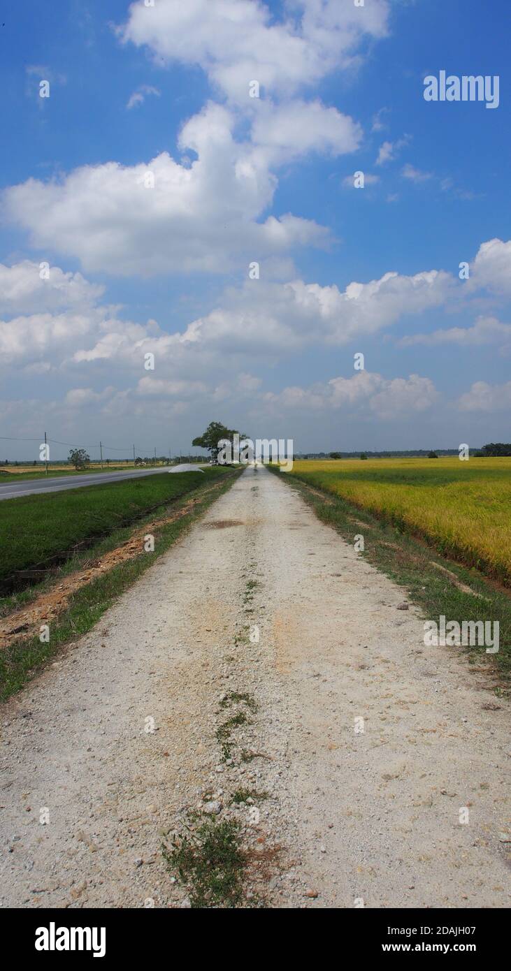 White fluffy clouds blue sky Padi Rice Field Road Stock Photo - Alamy