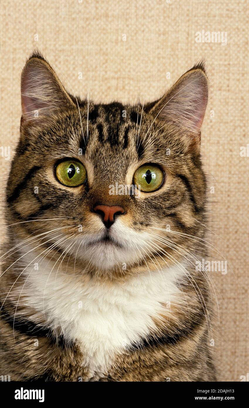 Manx domestic cat breed cat hi-res stock photography and images - Alamy