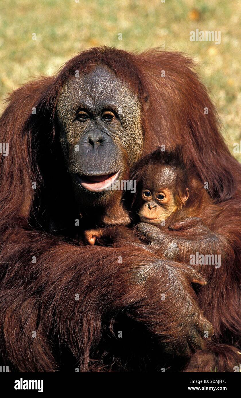 ORANG UTAN pongo pygmaeus, MOTHER CARRYING BABY Stock Photo - Alamy