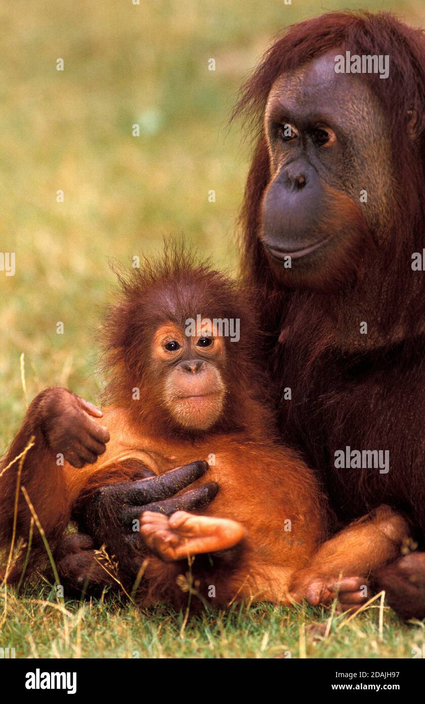 ORANG UTAN pongo pygmaeus, FEMALE WITH BABY STANDING ON GRASS Stock ...