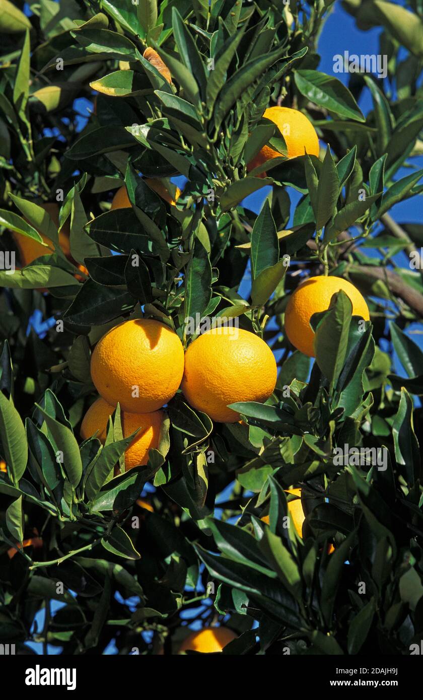 ORANGE TREE citrus sinensis, AUSTRALIA Stock Photo - Alamy