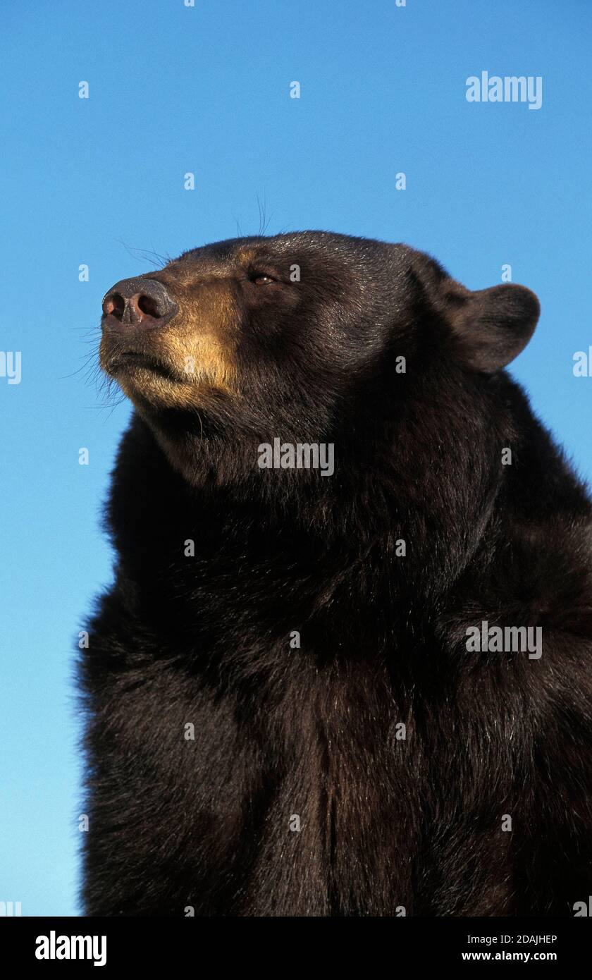 AMERICAN BLACK BEAR ursus americanus, PORTRAIT OF ADULT, CANADA Stock ...