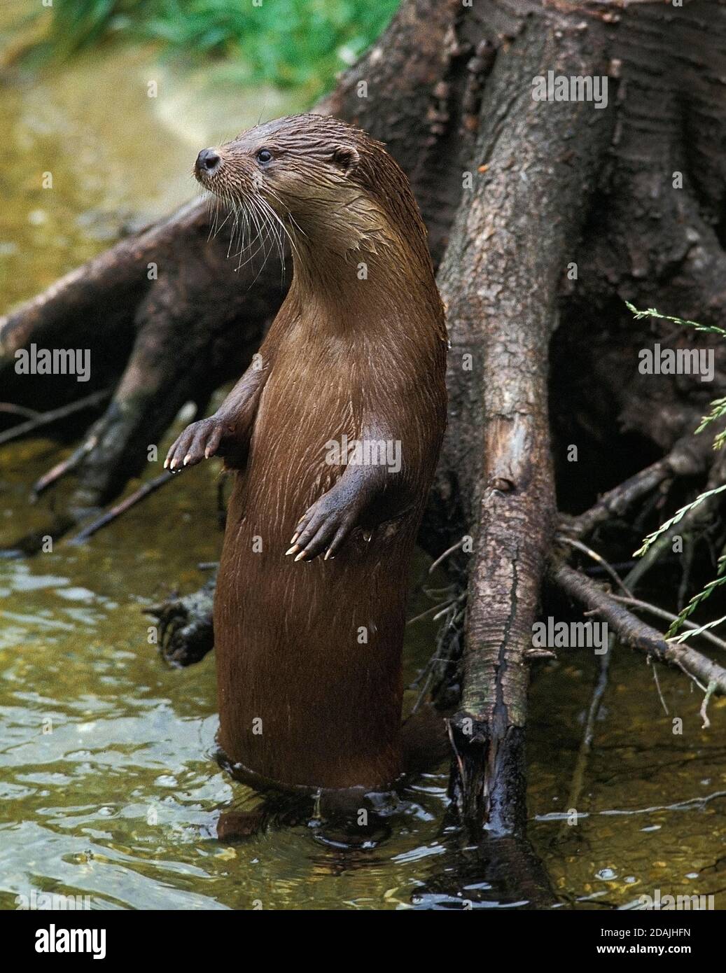 Otter standing on hind legs hi-res stock photography and images - Alamy