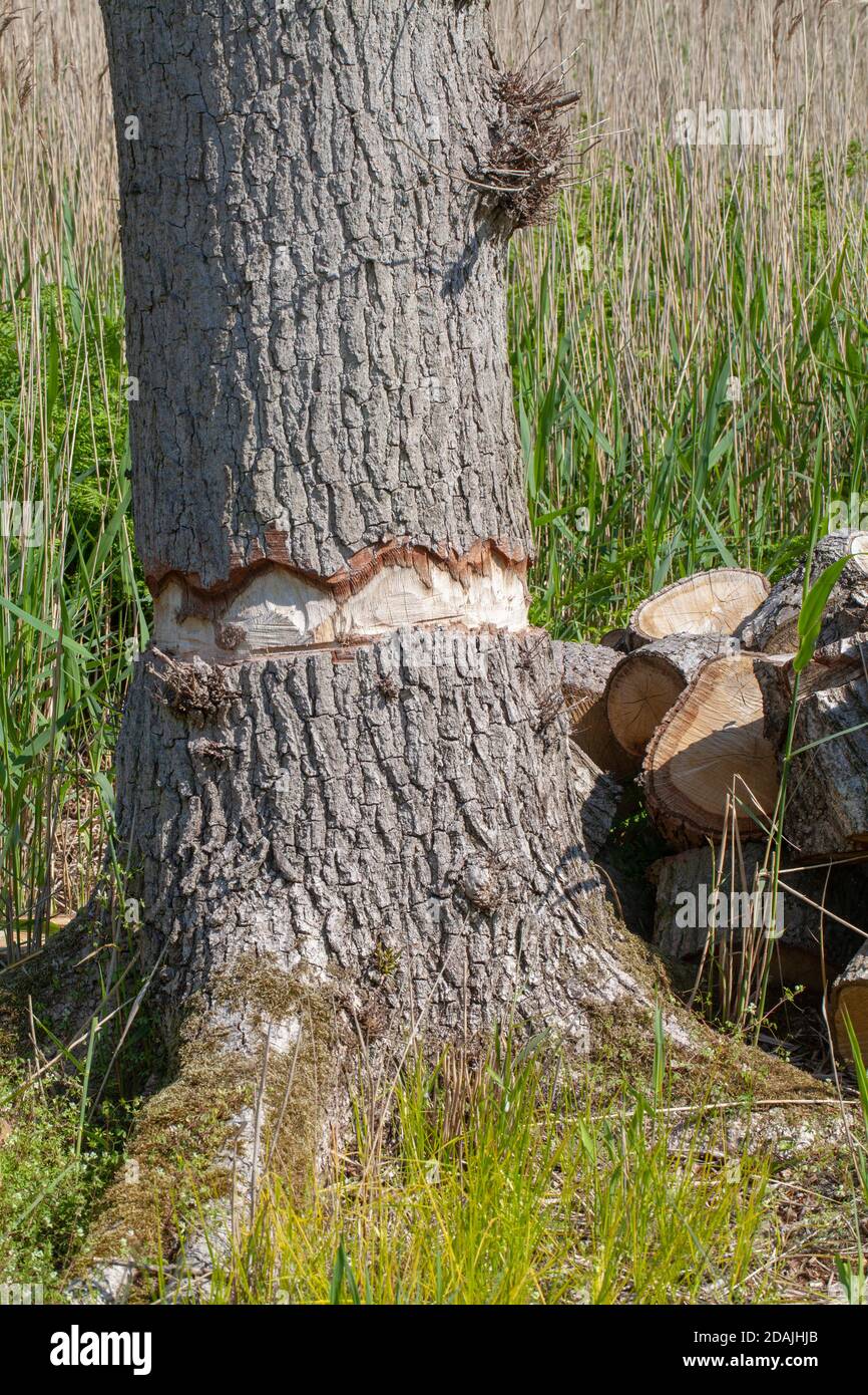 Ring barked Oak Tree trunk.(Quercus robur). Using a chain saw ...