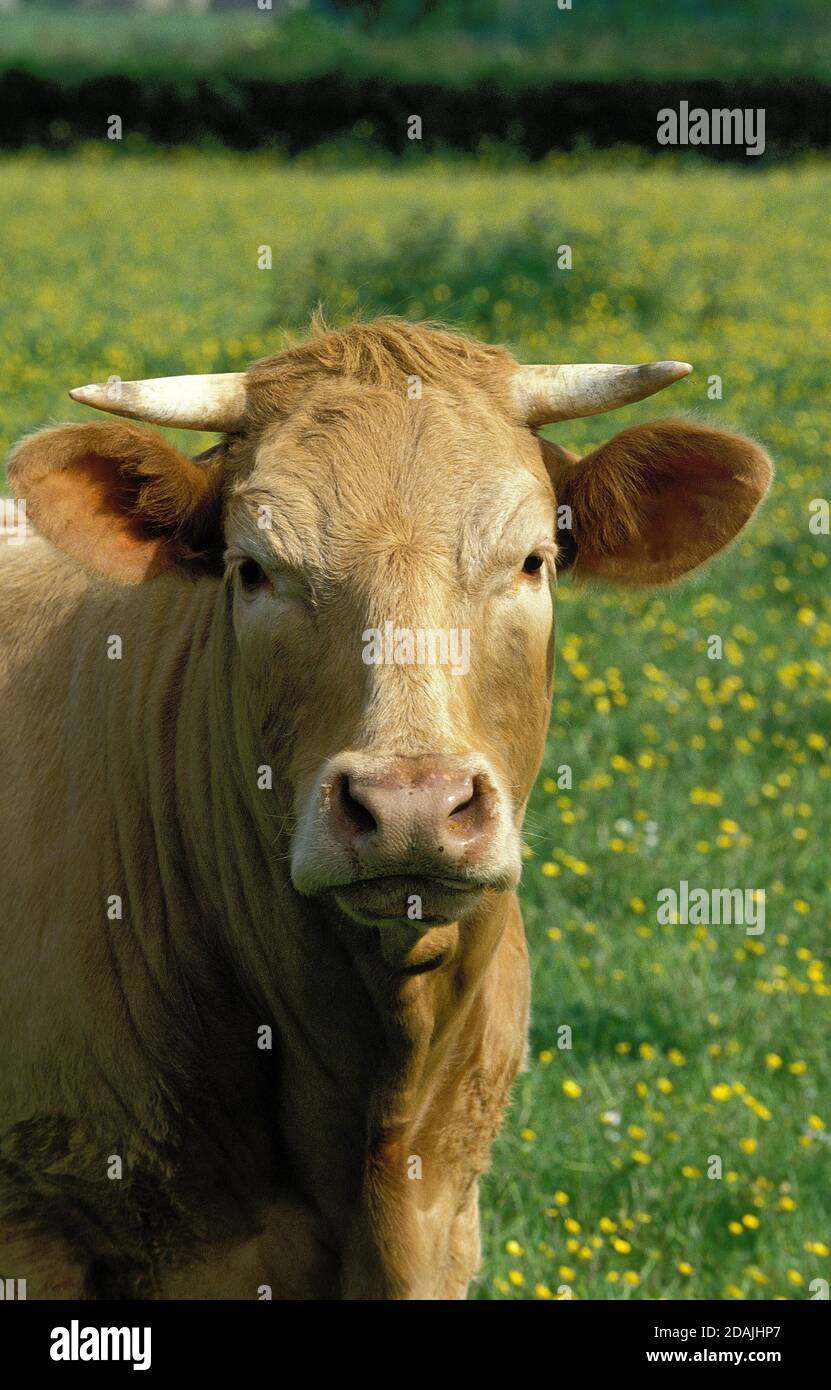 Portrait cow on meadow hi-res stock photography and images - Alamy