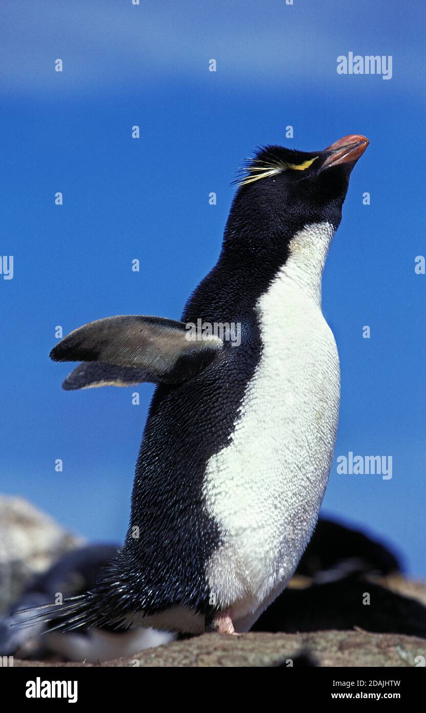 ROCKHOPPER PENGUIN eudyptes chrysocome, ADULT, ANTARCTICA Stock Photo ...