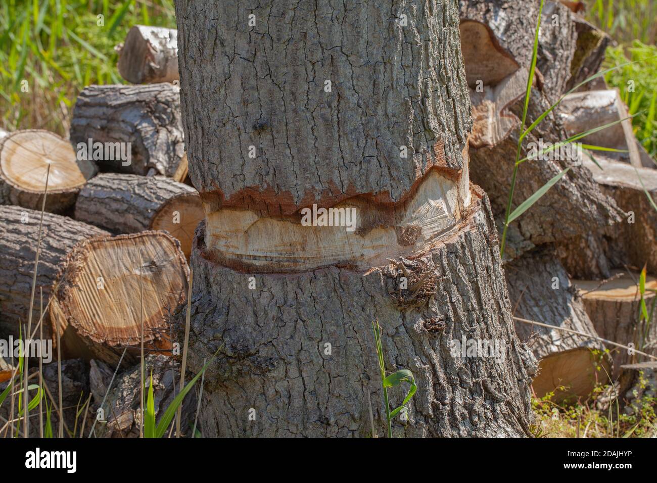 Bark Cambium High Resolution Stock Photography and Images - Alamy