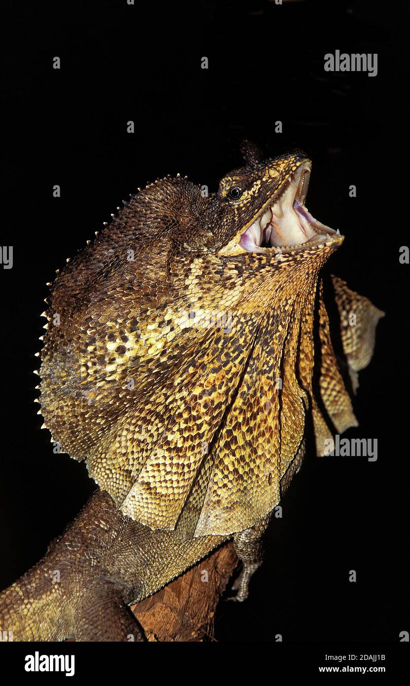 FRILL NECKED LIZARD chlamydosaurus kingii, ADULT WITH FRILL RAISED AND ...