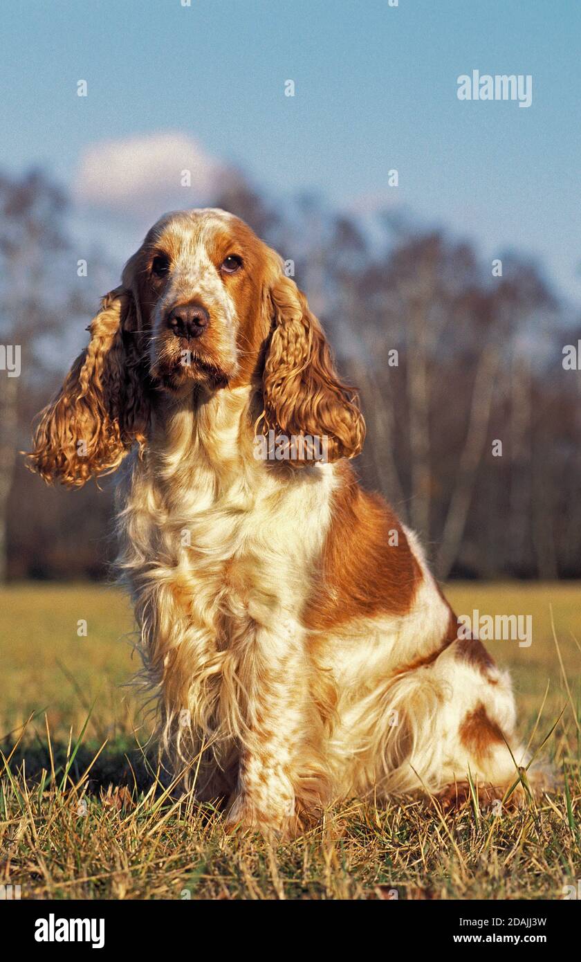 ENGLISH COCKER SPANIEL, ADULT SITTING ON GRASS Stock Photo - Alamy