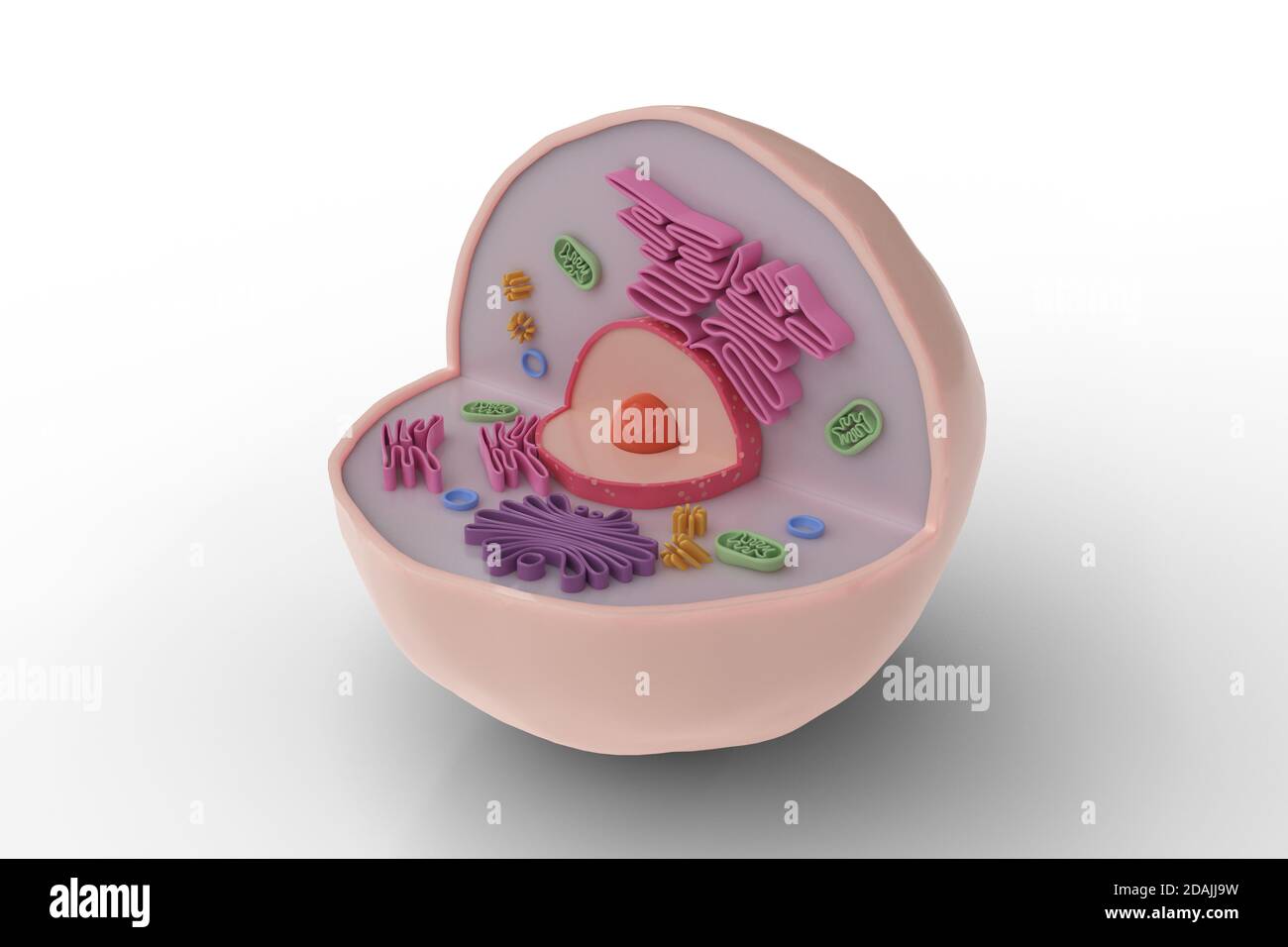 Human cell anatomy structure isolated on white background. 3D rendered ...