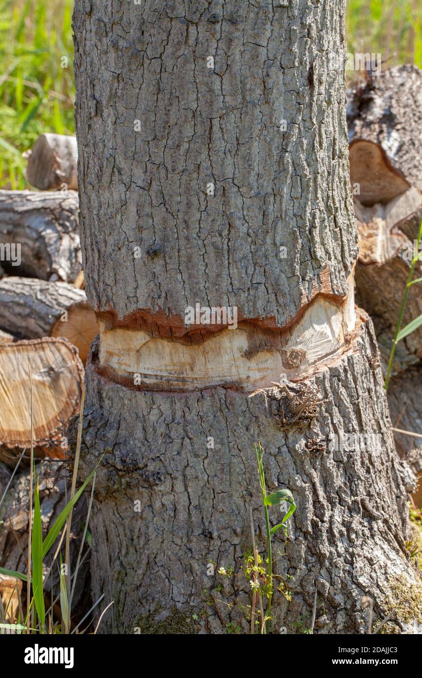 Bark Cambium High Resolution Stock Photography and Images - Alamy