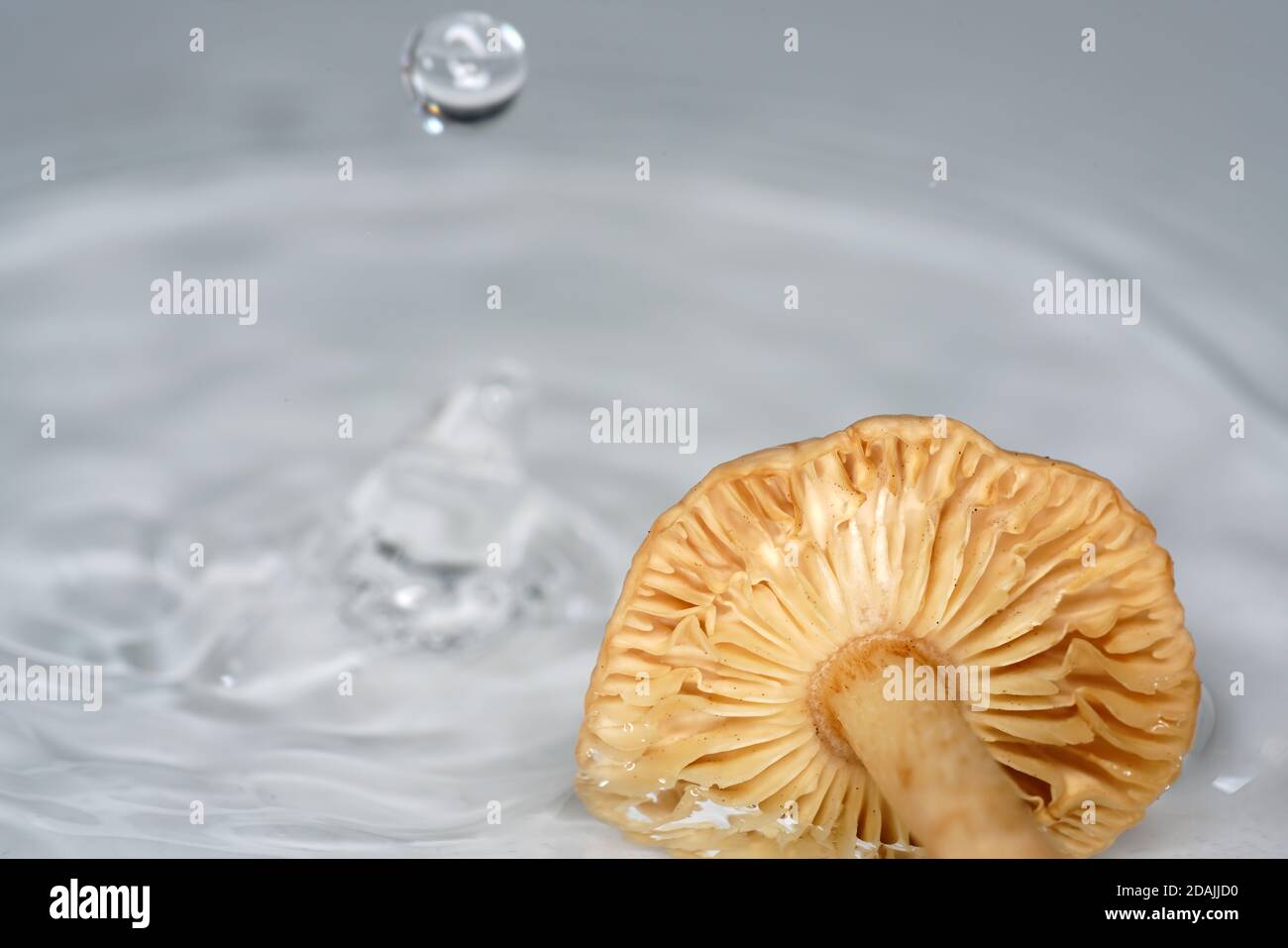 Water drops photographed with higspeed flashes and dropper in the ...