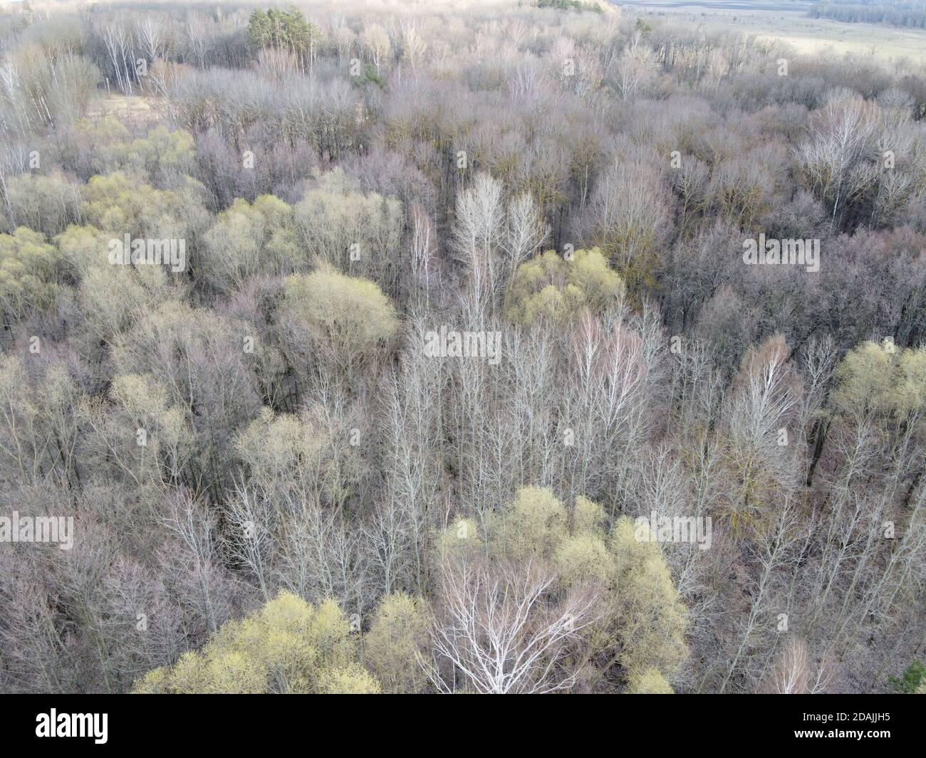Leafless trees in a spring forest, aerial view Stock Photo - Alamy