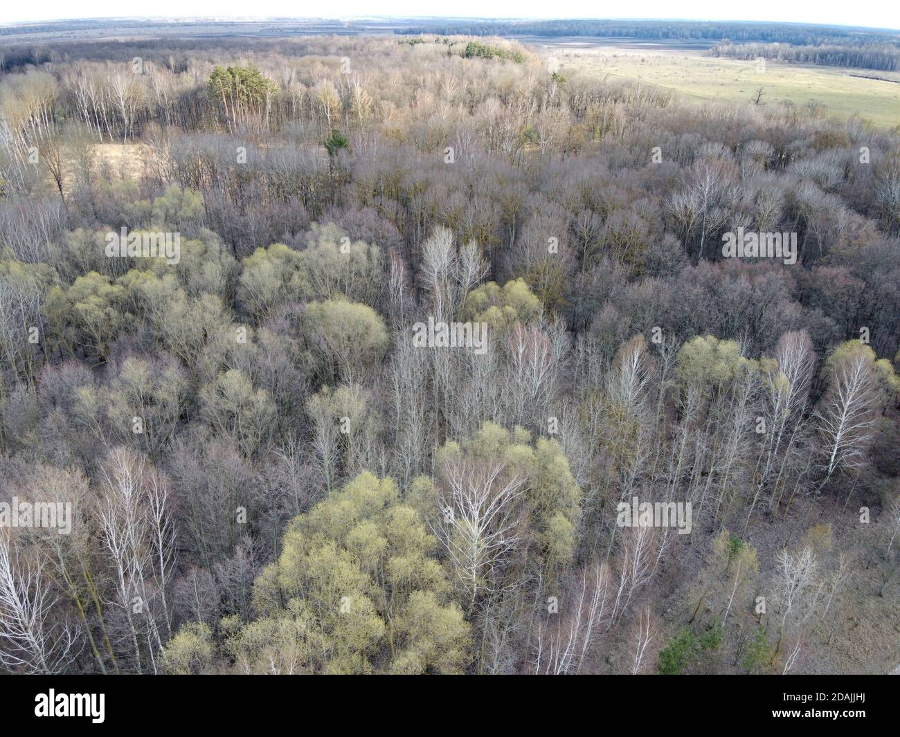 Leafless trees in a spring forest, aerial view Stock Photo - Alamy