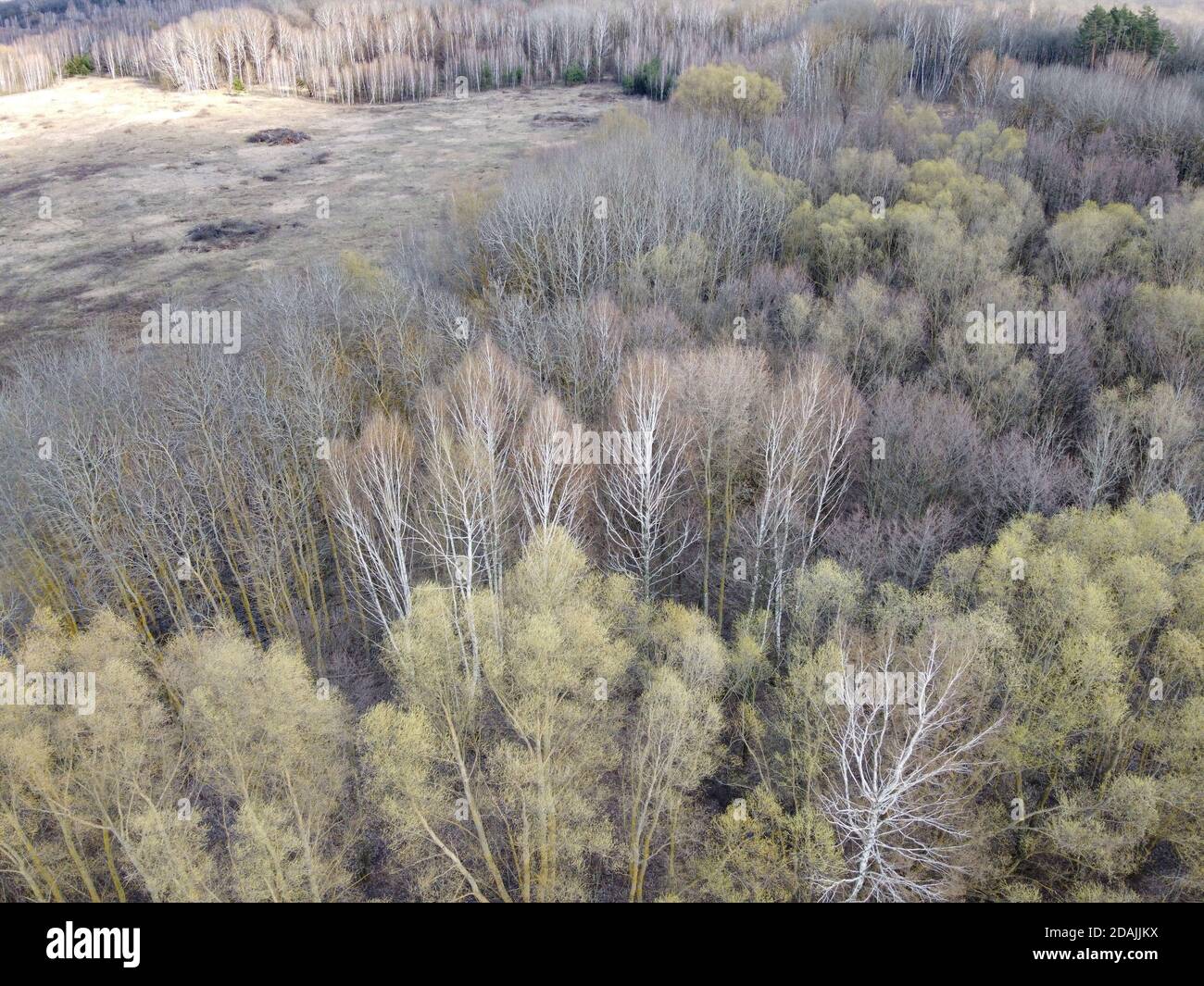 Leafless trees in a spring forest, aerial view Stock Photo - Alamy
