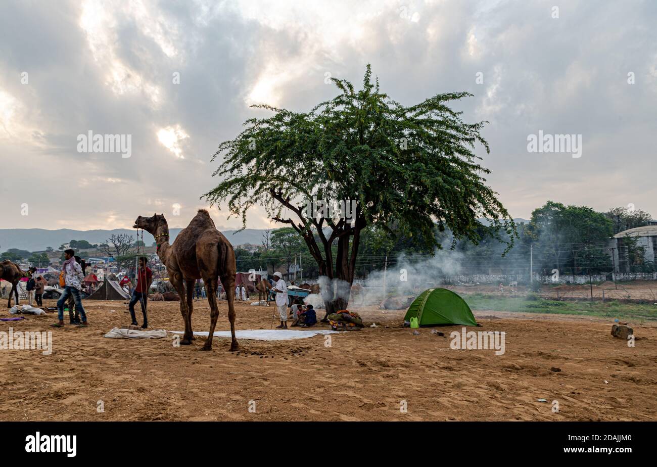 picture of the pushkar camel festival,tourist visit pushkar mela (fair ...