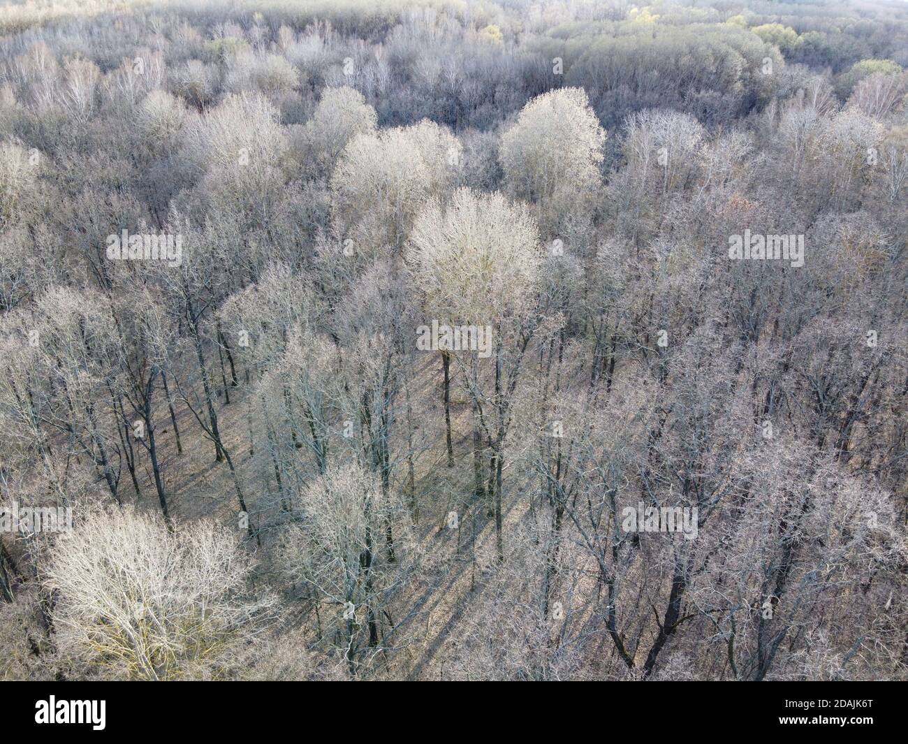 Leafless trees in a spring forest, aerial view Stock Photo - Alamy