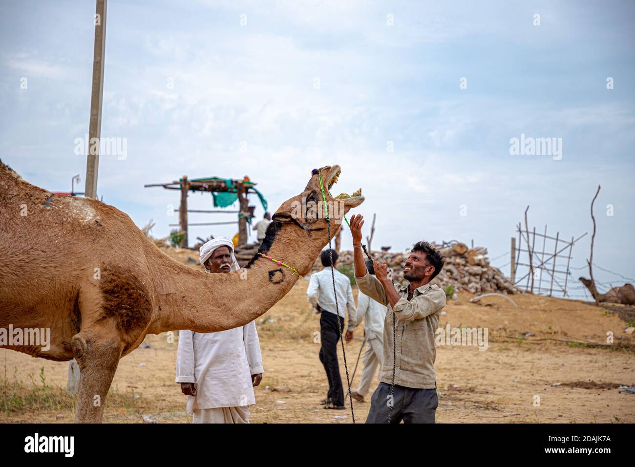 the master (owner)of the camel while controlling his camel at pushkar ...