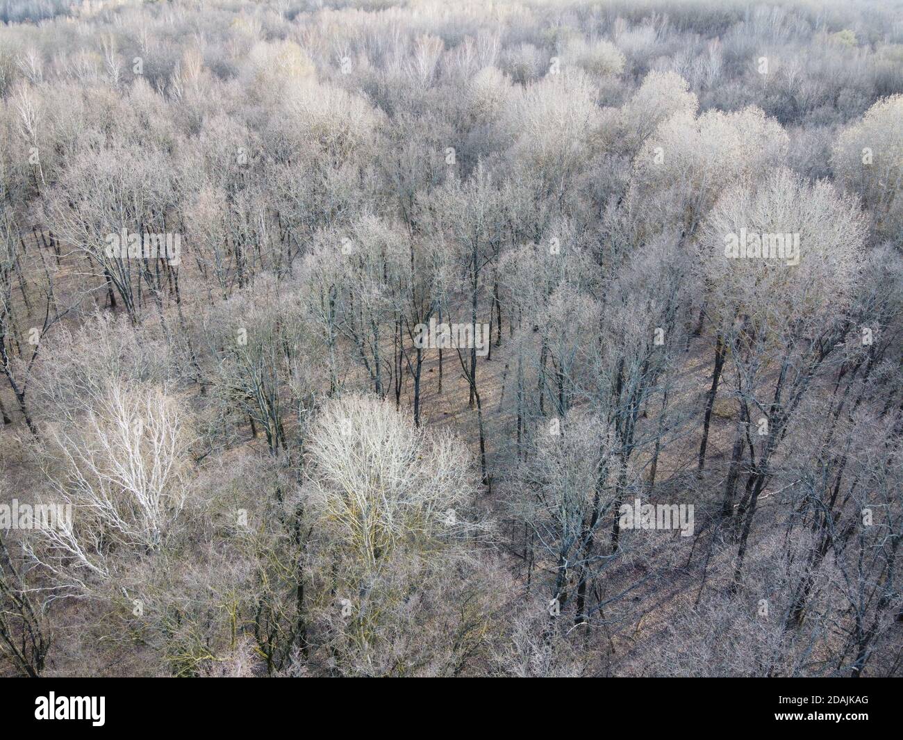 Leafless trees in a spring forest, aerial view Stock Photo - Alamy