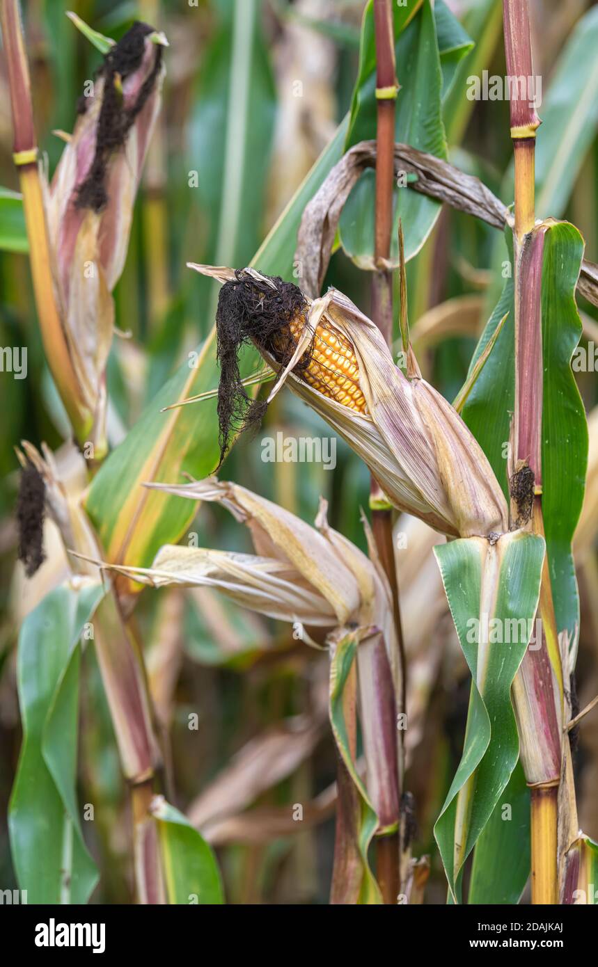 Full grown corn on the cob in a corn field in the Achterhoek in the ...
