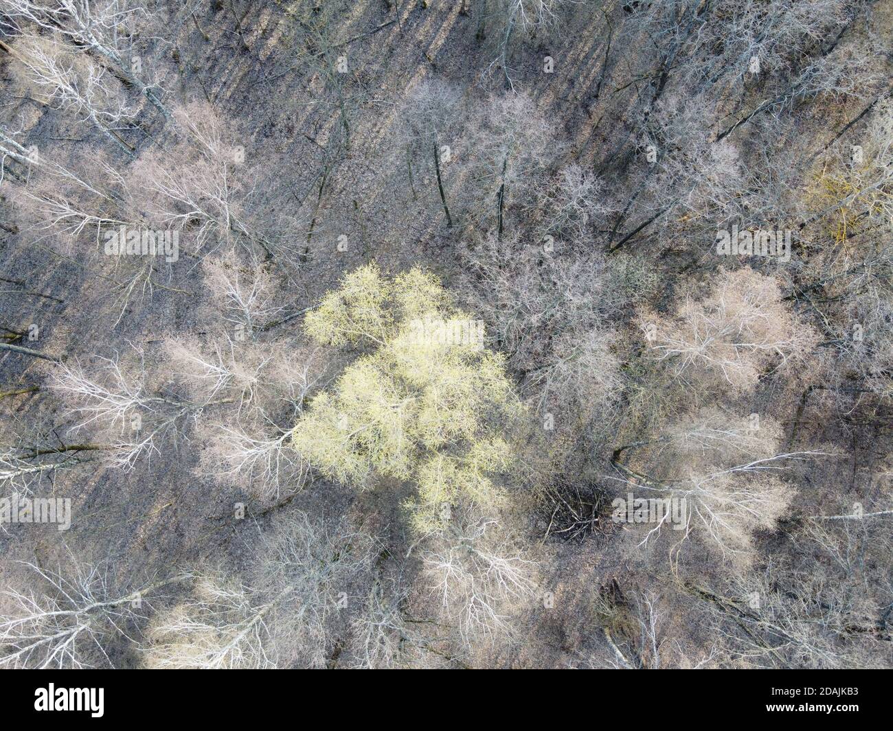 Leafless trees in a spring forest, aerial view Stock Photo - Alamy