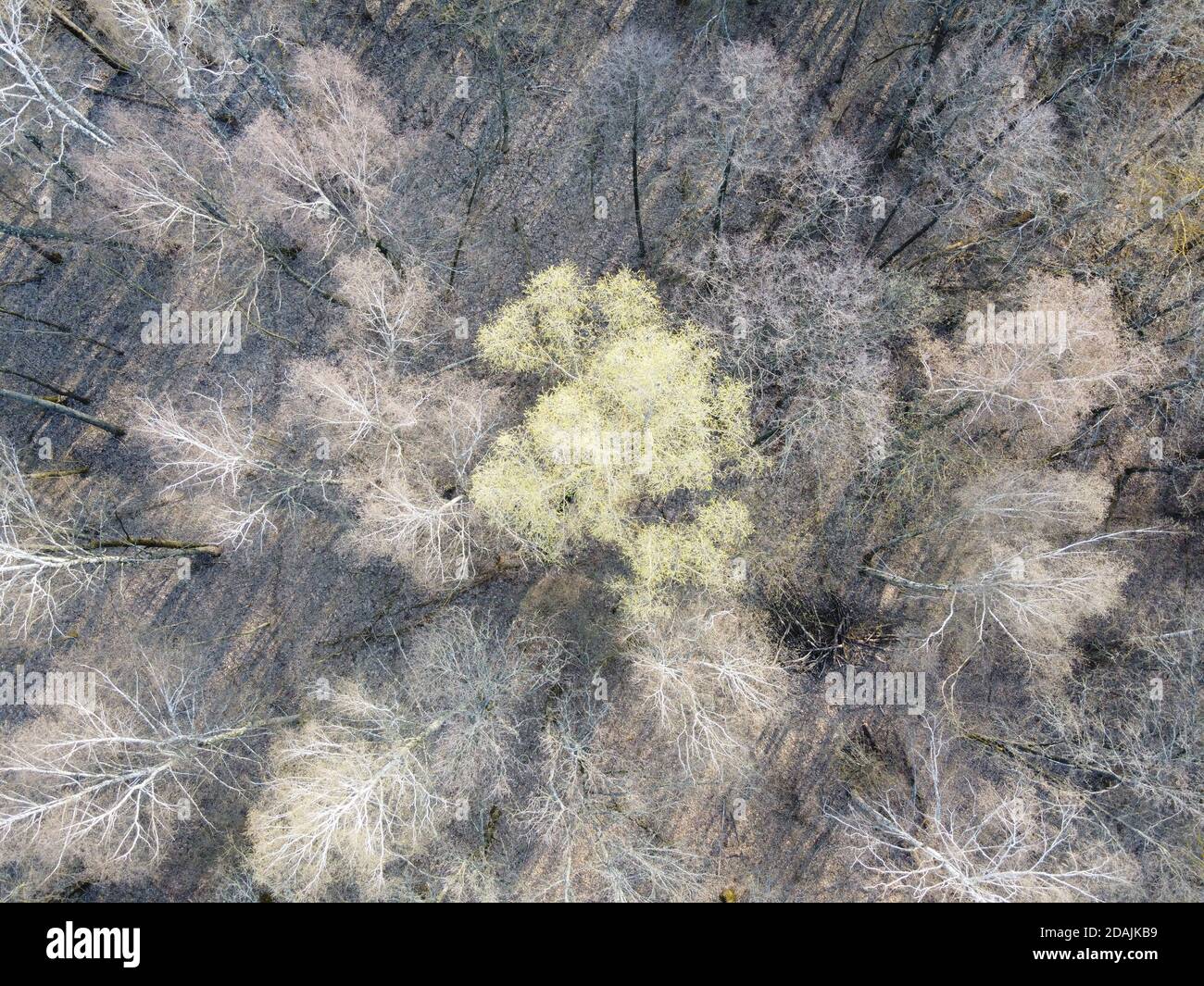 Leafless trees in a spring forest, aerial view Stock Photo - Alamy