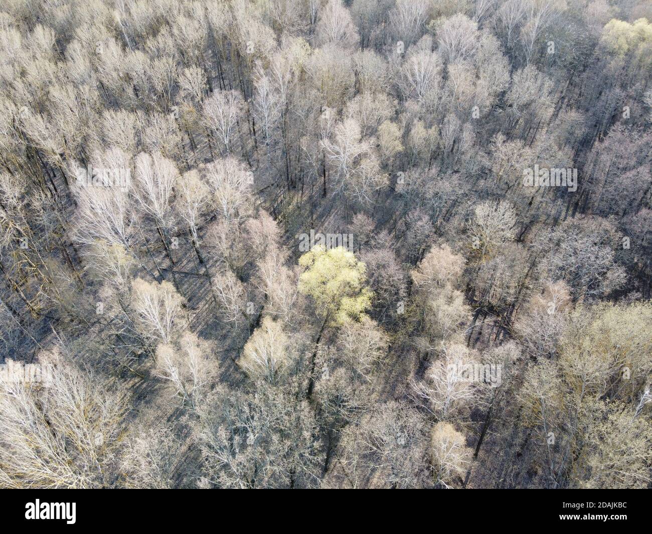 Leafless trees in a spring forest, aerial view Stock Photo - Alamy