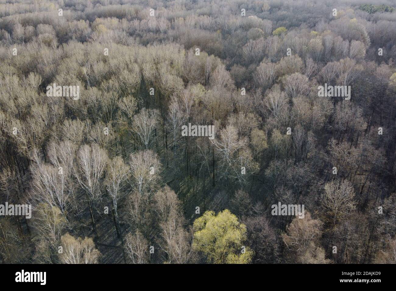 Leafless trees in a spring forest, aerial view Stock Photo - Alamy