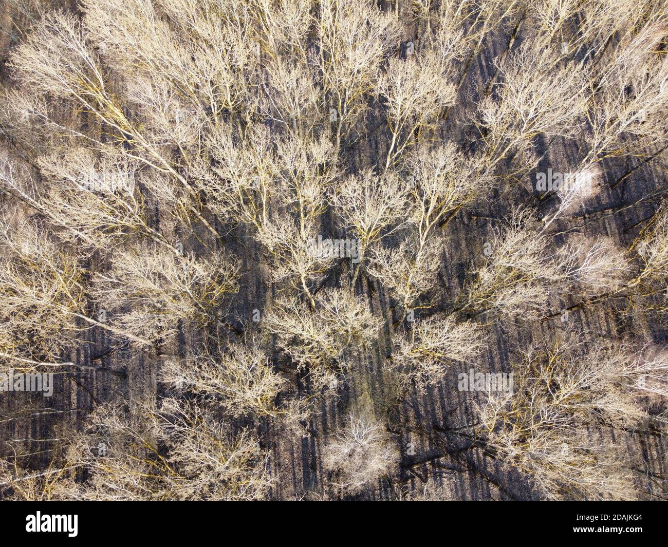 Leafless trees in a spring forest, aerial view Stock Photo - Alamy