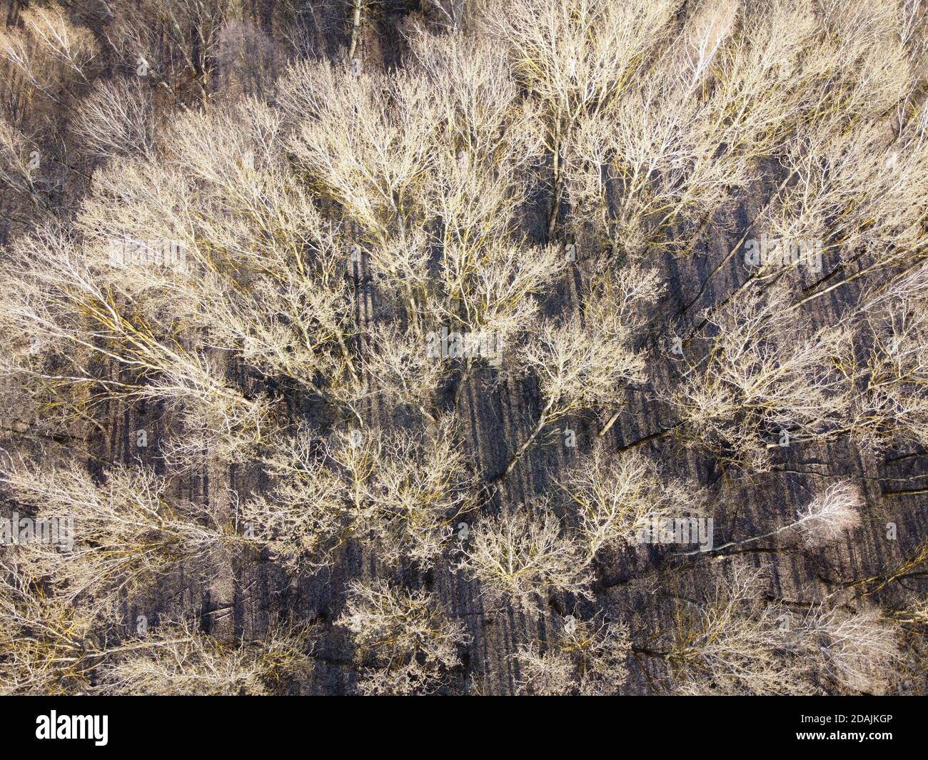Leafless trees in a spring forest, aerial view Stock Photo - Alamy