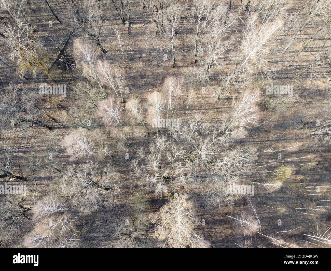 Leafless tree view hi-res stock photography and images - Alamy